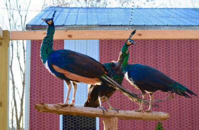 Raising Peafowl in a Northern Climate - Backyard Poultry